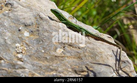 Lizard, Sicilian wall lizard (Podarcis wagleriianus), endemic, on ...