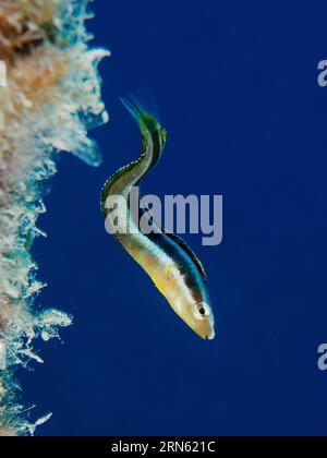 Dussumier's sabre-tooth blenny (Aspidontus dussumieri), female, dive ...