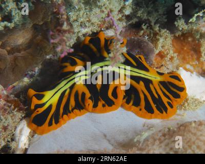 Tiger flatworm (Pseudoceros dimidiatus), flatworm, whirlpool worm ...