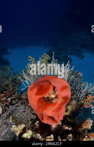Spawn of Spanish dancer (Hexabranchus sanguineus), dive site Small Abu ...