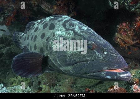Potato grouper (Epinephelus tukula) with open mouth, solid blue ...