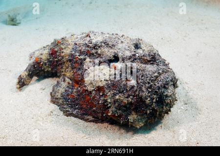 Reef stonefish (Synanceia verrucosa) lies in coral reef camouflages ...