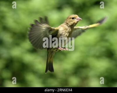 Greenfinch caught in flight Stock Photo - Alamy
