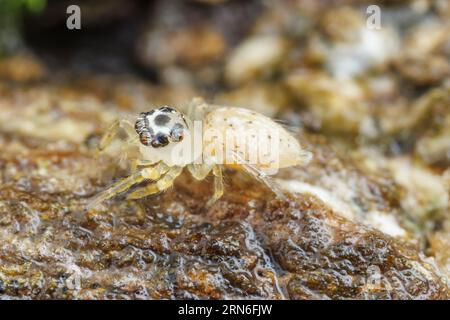 Jumping Spider (Colonus sylvanus Stock Photo - Alamy