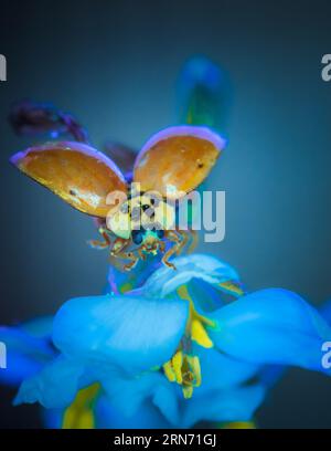Ladybird on the grass, about to take flight Stock Photo - Alamy