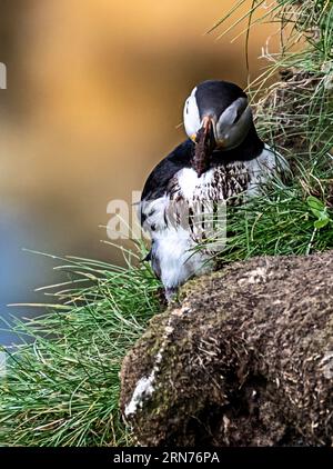 Puffin, nesting,burrow digging Stock Photo - Alamy