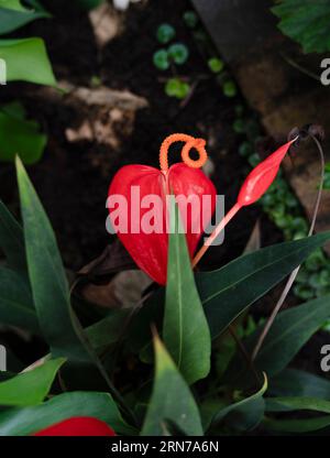Pigtail plant (Anthurium scherzerianum Stock Photo - Alamy