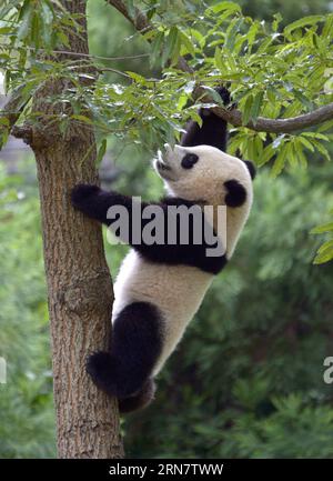 FILE - Panda cub Bao Bao climbs onto her birthday cake at the National ...