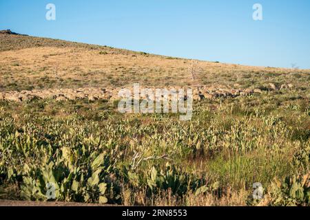 Herds of sheep like this one on Monitor Pass are a common sight ...
