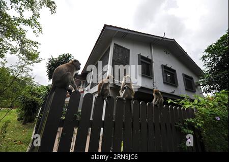 MacRitchie reservoir in Singapore Stock Photo - Alamy