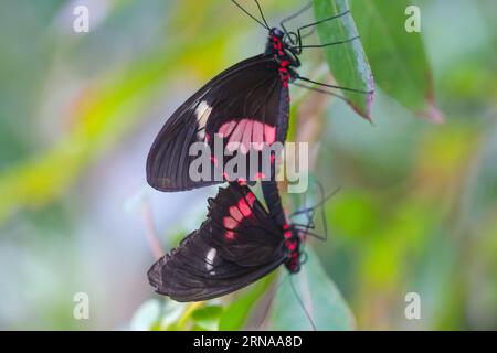 Pink Cattleheart Butterlfies Mating / Parides eurimedes Stock Photo - Alamy