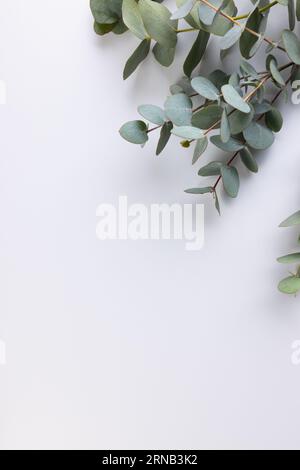 Vertical image of green plant twigs with leaves and copy space on white ...