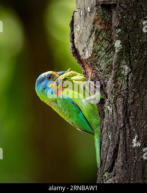 Taiwan barbet in flight Stock Photo - Alamy
