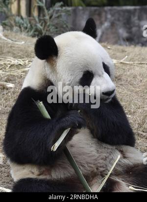 Male giant panda Hua Xin eats bamboo shoots at the Dujiangyan base of ...