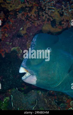Bumphead Parrotfish, Bulbometopon muricatum, Pulau Suanggi dive site ...