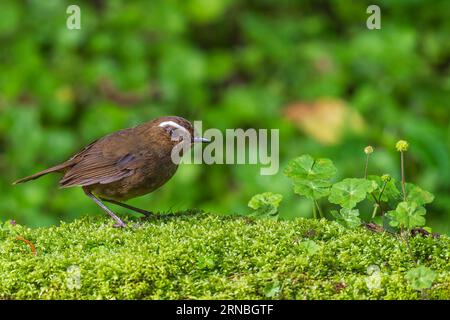 White-browned shortwing bird in Taiwan, Javan shortwing Stock Photo - Alamy
