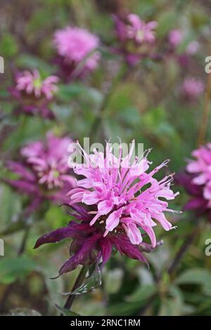 Monarda Beauty of Cobham Stock Photo - Alamy