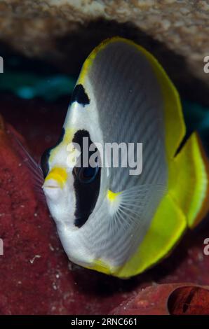 Panda Butterflyfish, Chaetodon adiergastos, Too Many Fish dive site ...