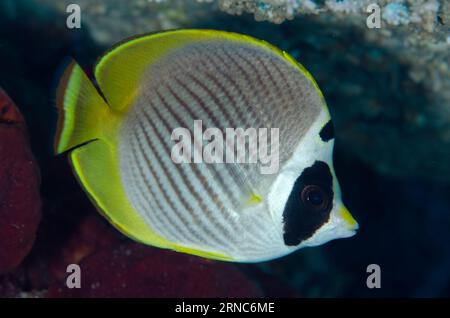 Panda Butterflyfish, Chaetodon adiergastos, Too Many Fish dive site ...