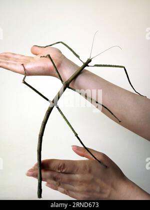 The longest insect in the world, the stick bug, aka: phasmatodea ...