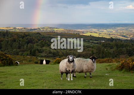 Wild sheeps in the landscape . A flock of sheep Stock Photo - Alamy
