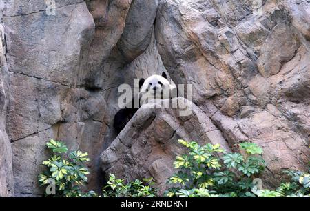 A red panda rests in the Ocean Park in Hong Kong, south China, May 27 ...