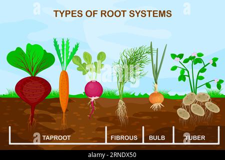 Plants roots systems, growing fibrous trees roots. Underground plants ...