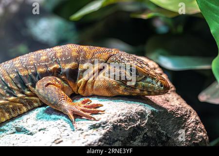 Head shot of a Red tegu, Salvator rufescens, isolated on white Stock ...