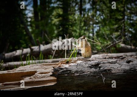 least chipmunk, Neotamias minimus, Yellowstone National Park, USA ...