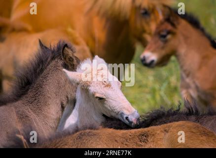 a herd of many cute colourful Icelandic Horse foals playing in the meadow Stock Photo - Alamy
