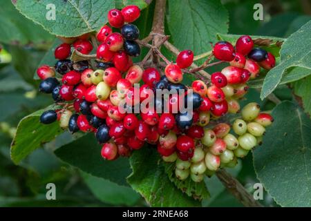 The ripe berries of Wayfaring tree, Viburnum lantana, in late summer ...