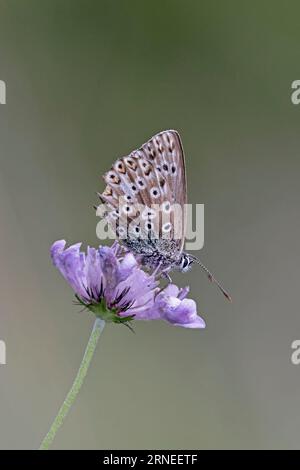 Worn Female Adonis Blue Butterfly Gloucestershire UK Stock Photo - Alamy
