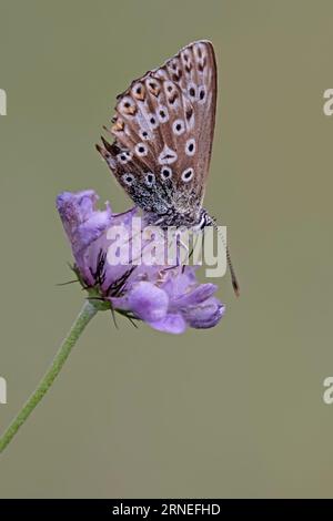 Worn Female Adonis Blue Butterfly Gloucestershire UK Stock Photo - Alamy