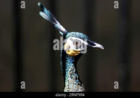 (160726) -- YANGON, July 26, 2016 -- Photo taken on July 26, 2016 shows ...