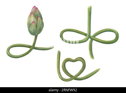 Pink Lotus flower with curving stem. Delicate blooming Water Lily ...