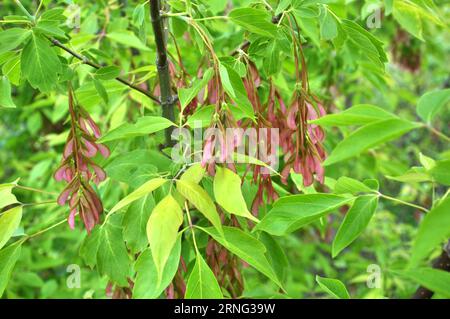 Maple (Acer negundo) grows in the wild Stock Photo - Alamy