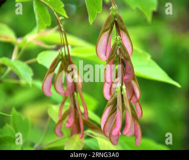 Maple (Acer negundo) grows in the wild Stock Photo - Alamy