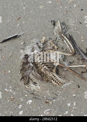 Dead bird skeleton on the beach. North berwick summer daily scenes and ...