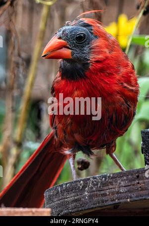A Molting Northern Cardinal on the backyard deck Stock Photo - Alamy