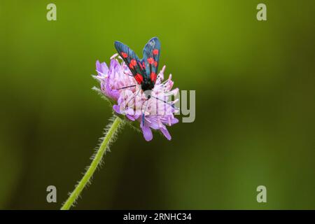 A six-spot burnet moth with vibrant red and black markings rests on a ...