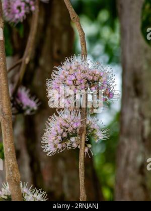 Pink flowers of Euodia (Melicope elleryana), the host plant for Ulysses ...