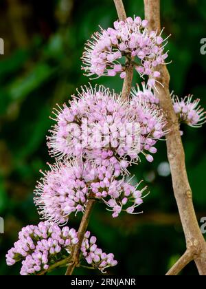 Pink flowers of Euodia (Melicope elleryana), the host plant for Ulysses ...