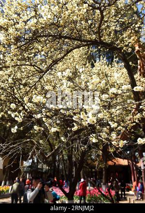 Plum blossoms bloom at Daguan Park in Kunming City, southwest China's ...