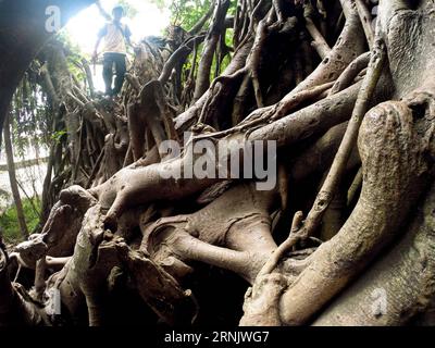 (170216) -- AURORA, Feb. 16, 2017 -- A tourist walks between roots of a ...