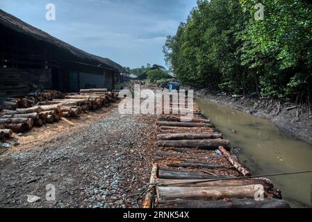 Scene of the forest mangrove logs are transported and left drying at ...