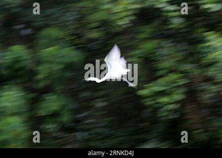 (170324) -- BATANGAS, March 24, 2017 -- Egrets perch on trees at Taal ...