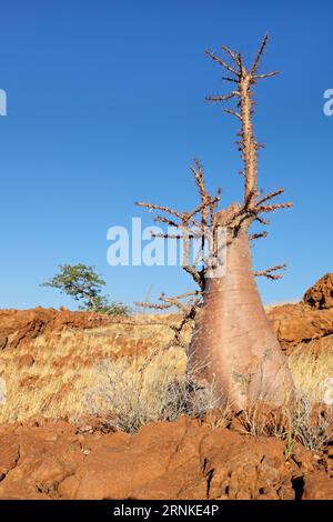 A bottle tree (Pachypodium lealii) in arid environment, Damaraland ...