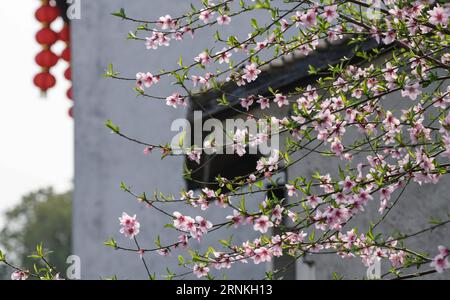 Tourists enjoy the spring scenery of peach blossoms and willow greens ...