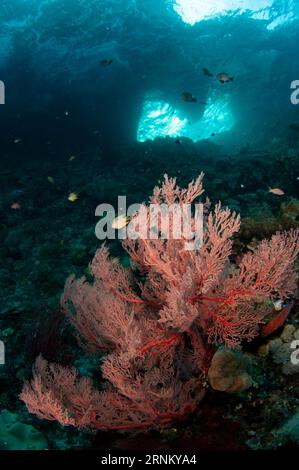 Window with Sea Fan, Melithaea sp, Boo Window dive site, Boo Island ...