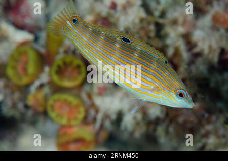 The chain-lined wrasse, Halichoeres leucurus, is also referred to as a ...